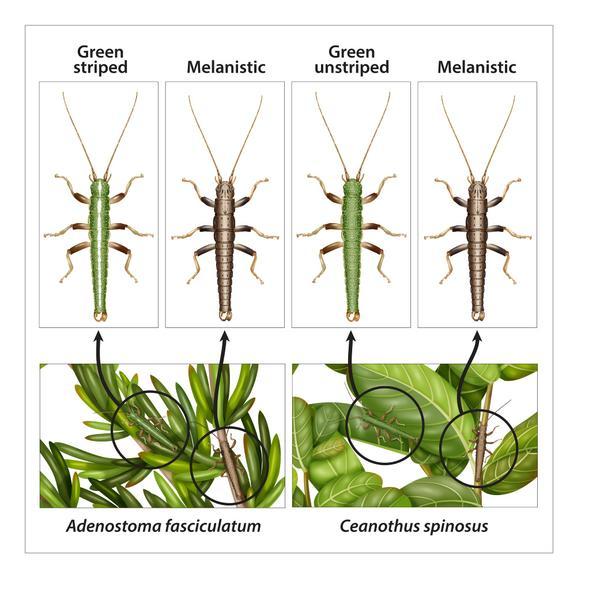 Stick Insect [IMAGE] | EurekAlert! Science News Releases