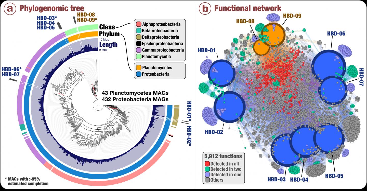 Nexus between Phylogeny and Fu [IMAGE] | EurekAlert! Science News Releases