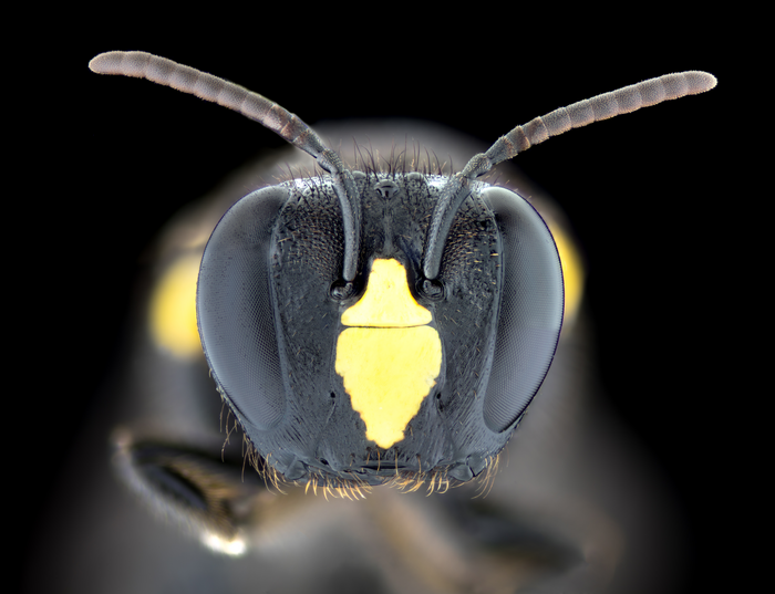 Native bee key to social evolution | EurekAlert!
