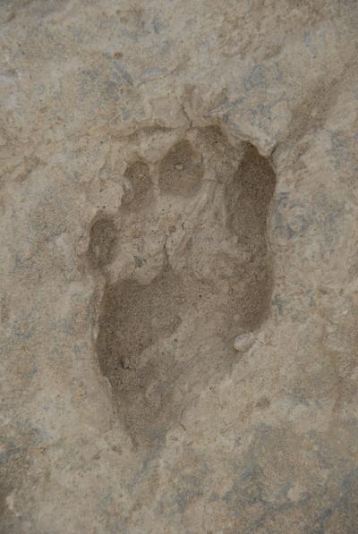 1.5 Million-Year Footprints Show Modern Strid | EurekAlert!