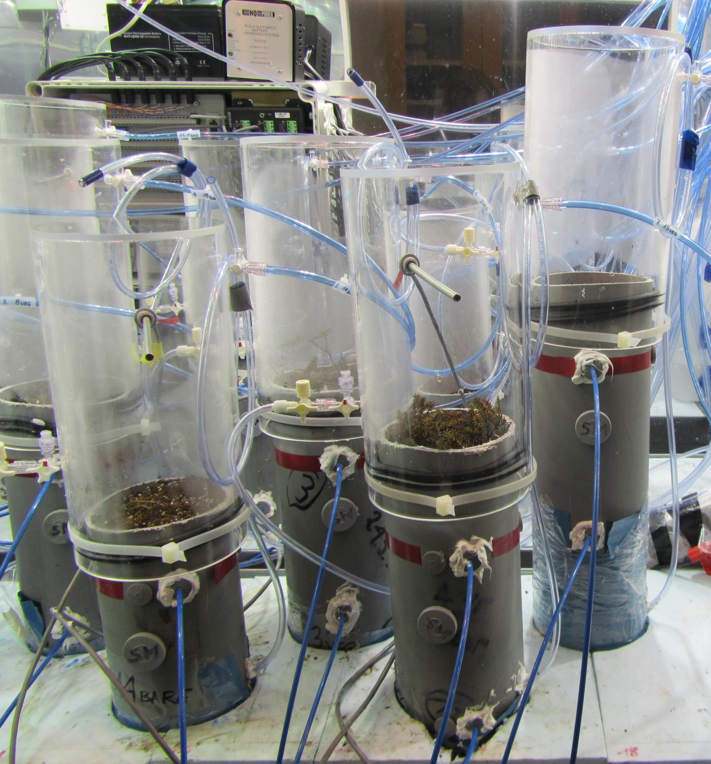 Peat Mesocosms [IMAGE] | EurekAlert! Science News Releases