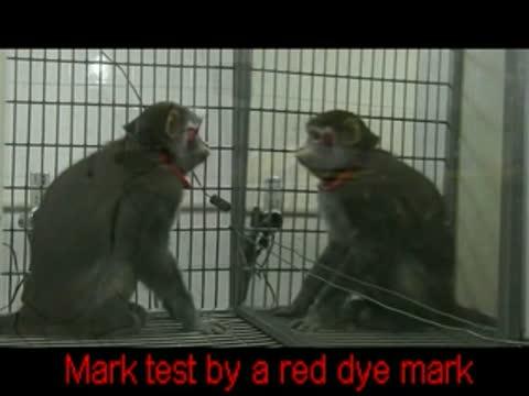 Monkeys can learn to see themselves in the mi | EurekAlert!