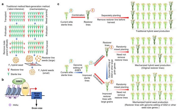 Genetic editing of ideal small grain size gen | EurekAlert!