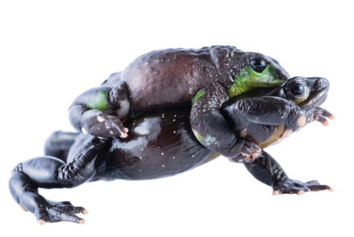 Atelopus nanay frogs [IMAGE] | EurekAlert! Science News Releases