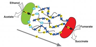 Direct Electron Transfer Between Bacteria (4 | EurekAlert!