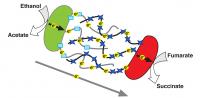Direct Electron Transfer Between Bacteria (4 | EurekAlert!