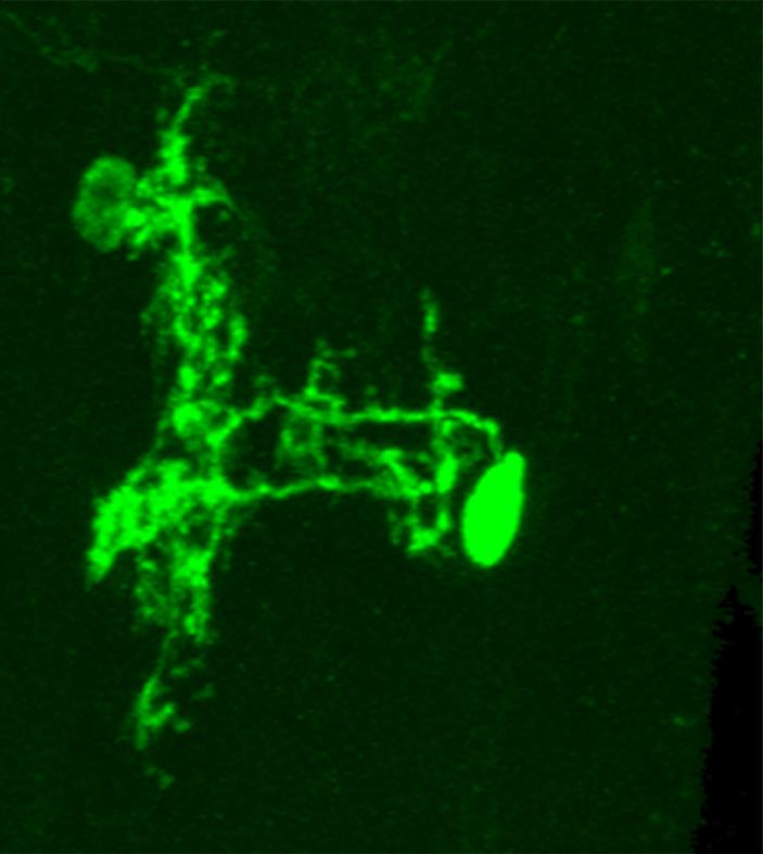 Down-And-Back Neuron [IMAGE] | EurekAlert! Science News Releases