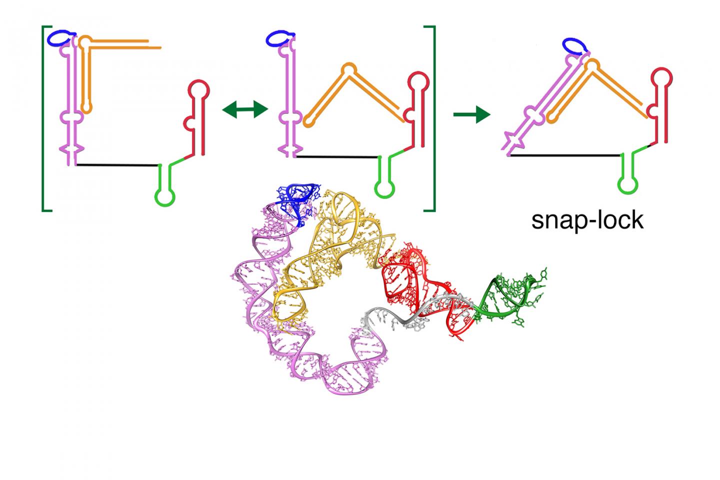 T-box Riboswitch Snap-Lock [IMAGE] | EurekAlert! Science News Releases