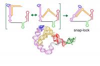 Study finds snap-lock mechanism in bacterial | EurekAlert!
