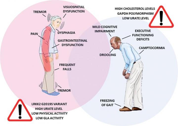 How And Why Does Parkinson s Disease Affect W EurekAlert 