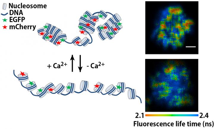 Calcium aids chromosome condensation prior to | EurekAlert!
