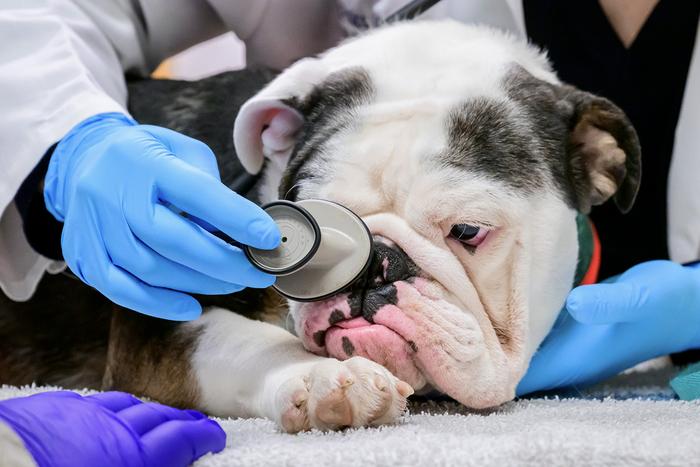 bulldog exam [IMAGE] | EurekAlert! Science News Releases