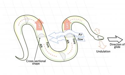 Flying Snake (3 of 3) [IMAGE] | EurekAlert! Science News Releases