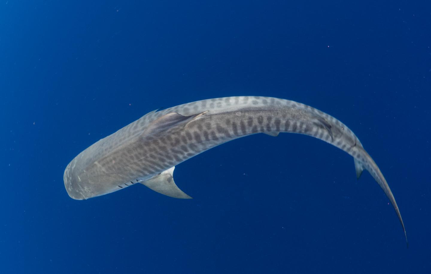 Tiger Shark [IMAGE] | EurekAlert! Science News Releases