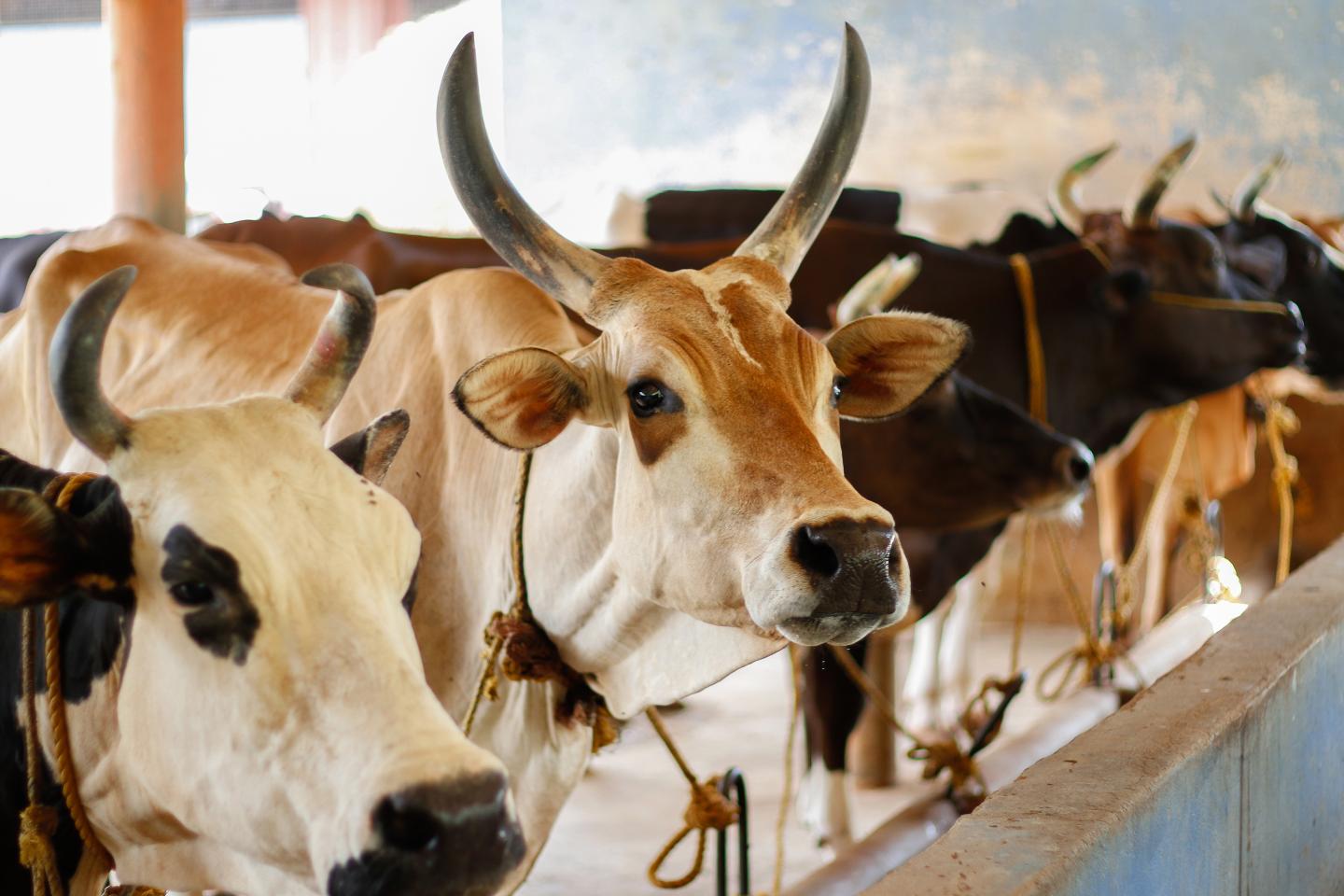 At Last, a Better Test for Bovine Tuberculosi | EurekAlert!