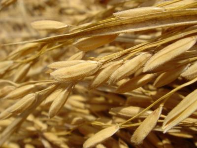 Rice Domestication in Ancient China (2 of 2) | EurekAlert!