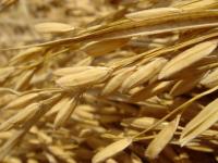 Rice Domestication in Ancient China (2 of 2) | EurekAlert!