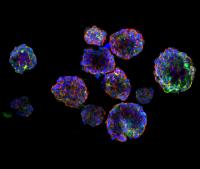 Creation of 3D organoid models to fine-tune r | EurekAlert!