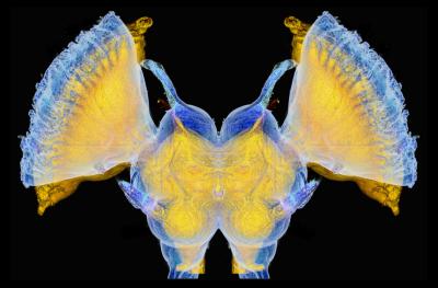 Brains of Desert Locusts [IMAGE] | EurekAlert! Science News Releases