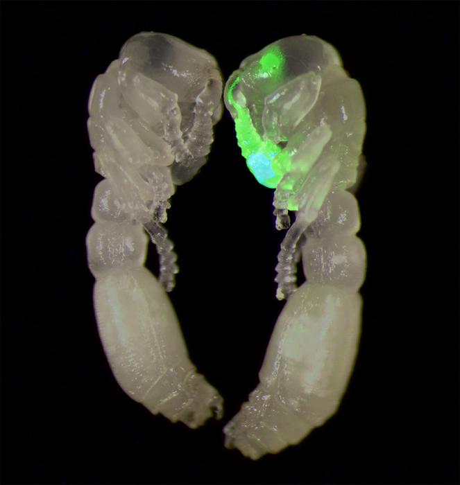 World’s first transgenic ants reveal how colo | EurekAlert!