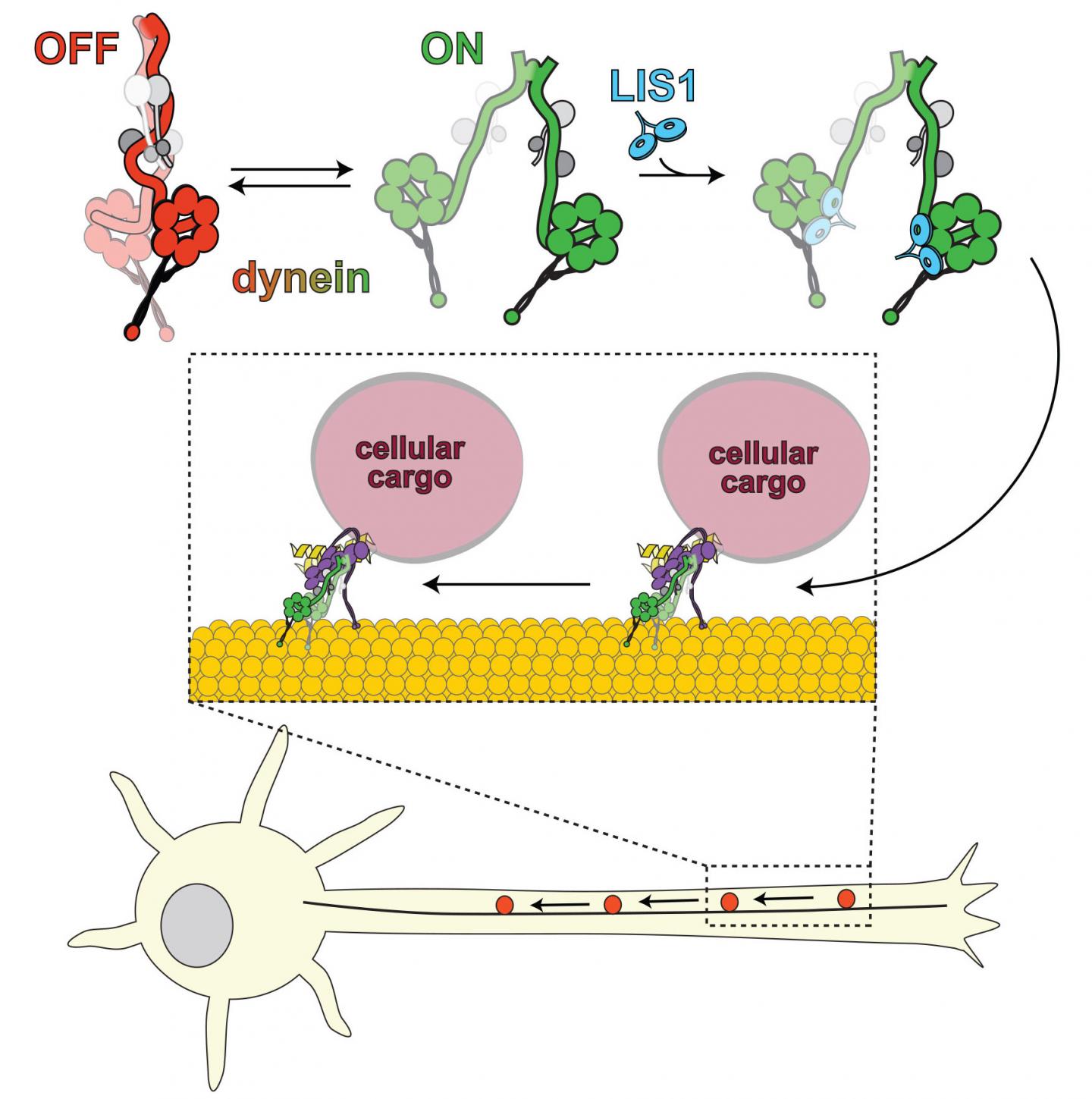 Biochemists unveil molecular mechanism for mo | EurekAlert!