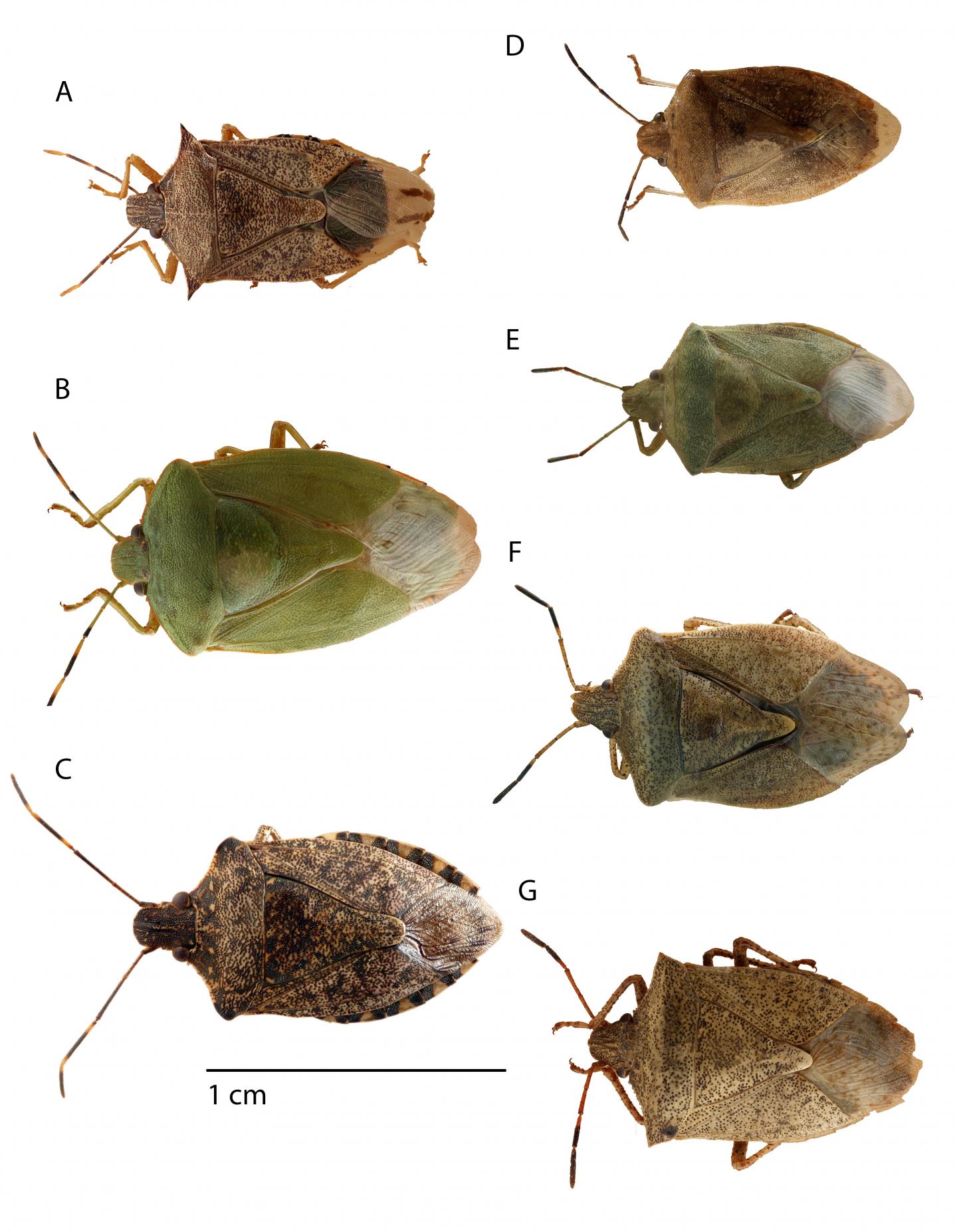 Stink Bugs Profiled in Journal [IMAGE] | EurekAlert! Science News Releases