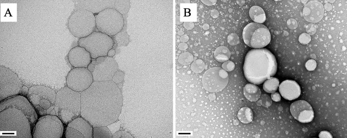 Nanoparticles containing natural substance tr | EurekAlert!