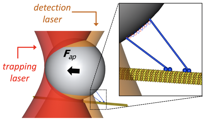 TWEEZER 2 [IMAGE] | EurekAlert! Science News Releases