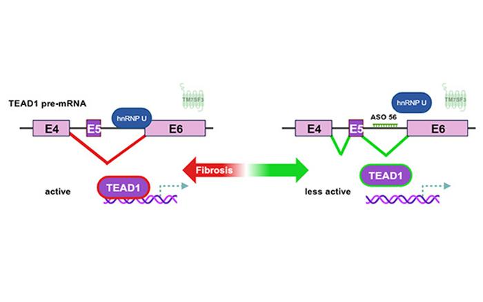 Schematic [IMAGE] | EurekAlert! Science News Releases