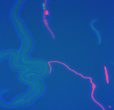 Novel living system recreates predator-prey i | EurekAlert!