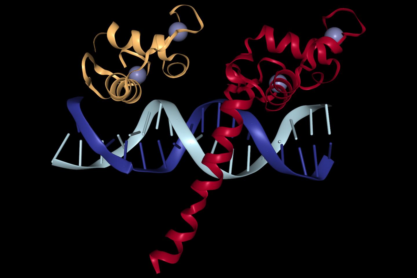 A Nuclear Receptor Complex Bin [IMAGE] | EurekAlert! Science News Releases