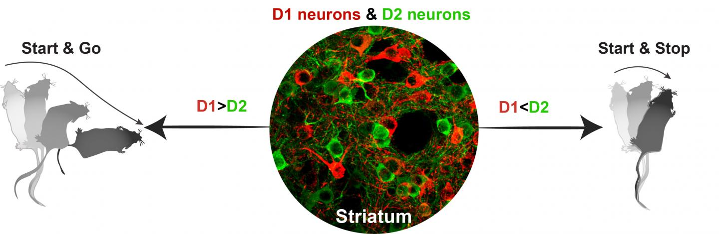NIH scientists develop novel technique to stu | EurekAlert!