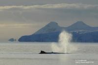 Music with dinner: Whales sing during foragin | EurekAlert!
