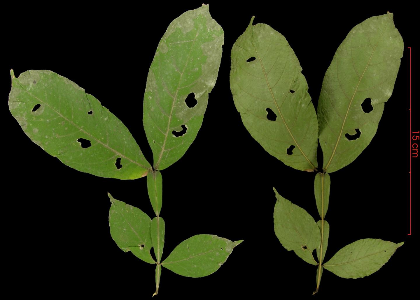 La innovación química de los parientes de la | EurekAlert!