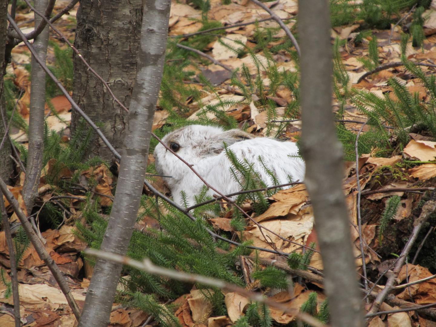 White Hare [IMAGE] | EurekAlert! Science News Releases