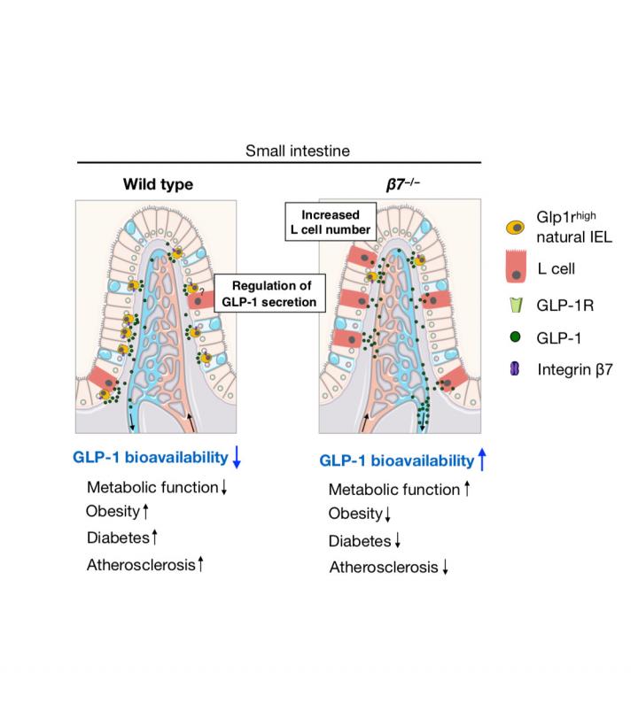 Small Intestine [IMAGE] | EurekAlert! Science News Releases