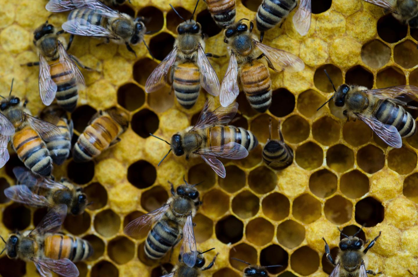 Honey Bees on Patterson Lab Ro [IMAGE] | EurekAlert! Science News Releases