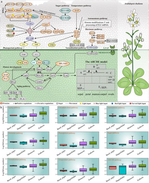 The overview of flowering gene [IMAGE] | EurekAlert! Science News Releases