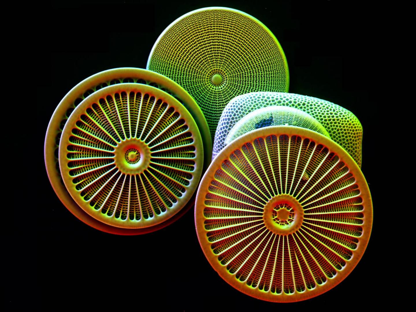 Microscopy [IMAGE] | EurekAlert! Science News Releases