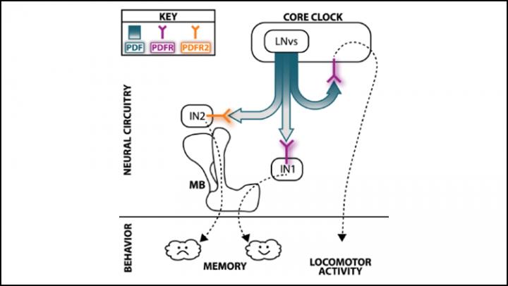 Time-Keeping Brain Protein Inf [IMAGE] | EurekAlert! Science News Releases