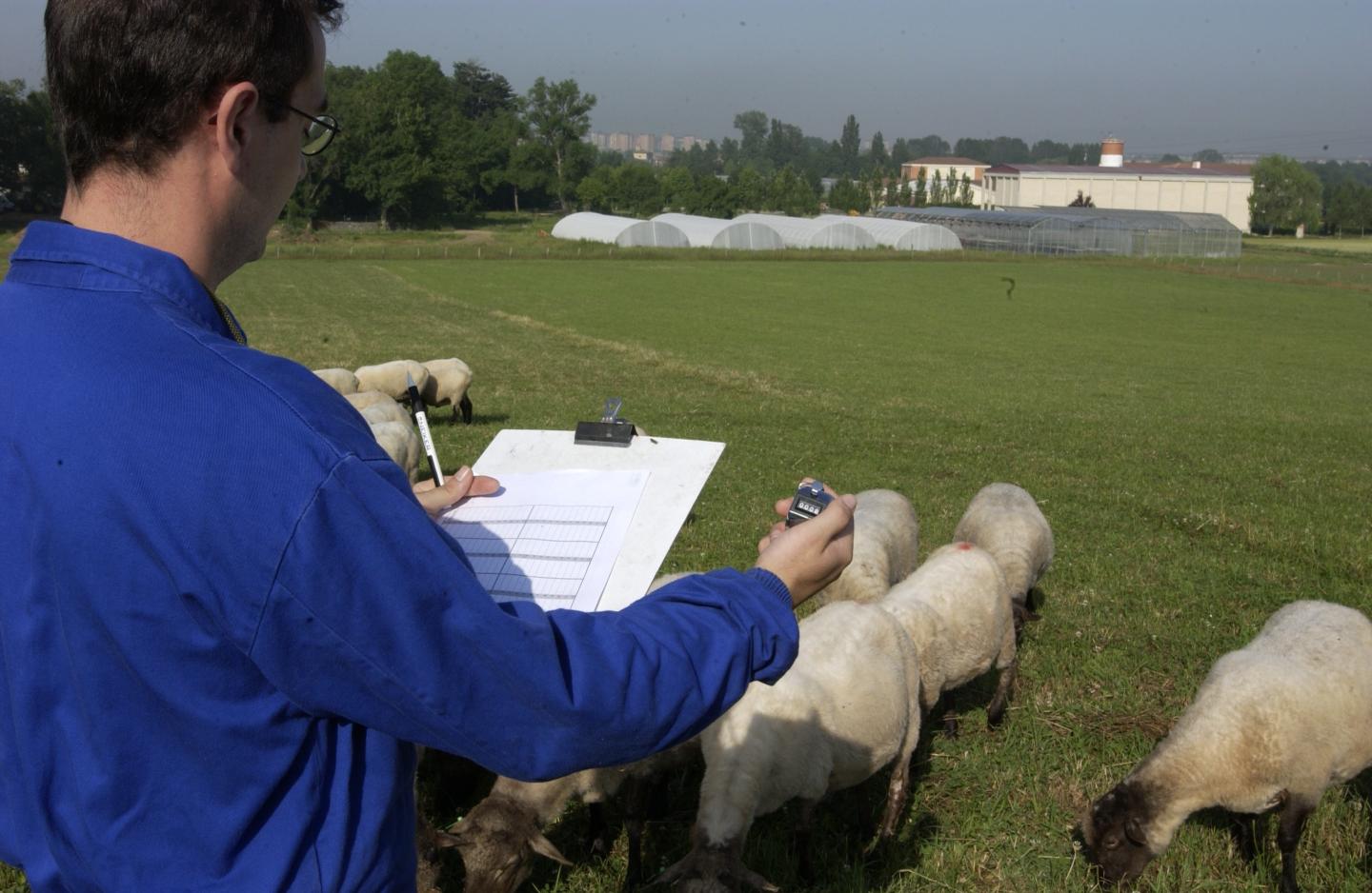 Batfarm will enable livestock farmers to asse | EurekAlert!