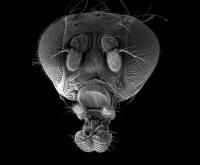 The evolution of Dark-fly | EurekAlert!