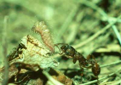 Saving the Large Blue Butterfly (5 of 6) | EurekAlert!