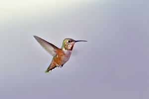 Acute sense of touch helps hummingbirds hover | EurekAlert!