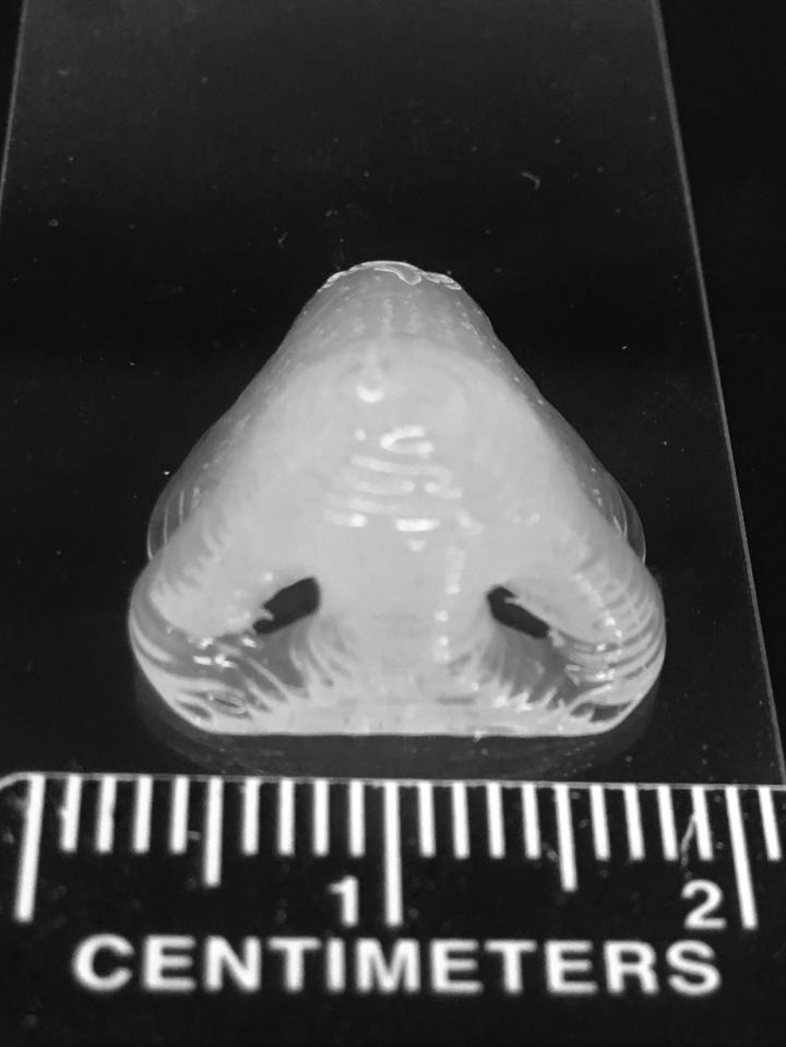 Nose [IMAGE] | EurekAlert! Science News Releases