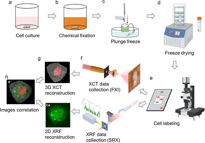 Process [IMAGE] | EurekAlert! Science News Releases