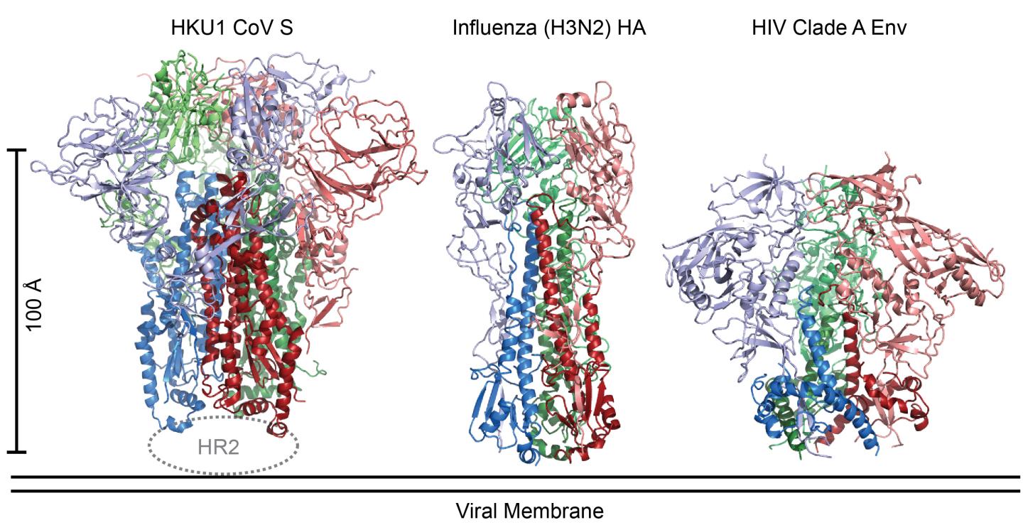 Coronavirus Spike Compared wit [IMAGE] | EurekAlert! Science News Releases