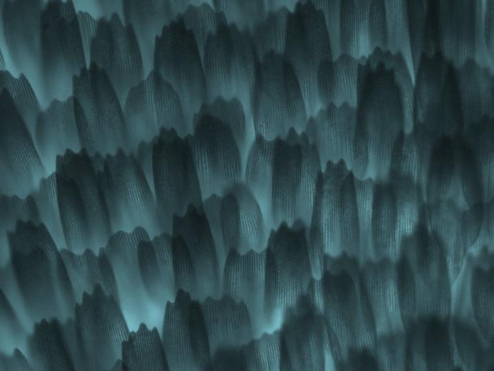 Lepidoptera Wing Scales [IMAGE] | EurekAlert! Science News Releases