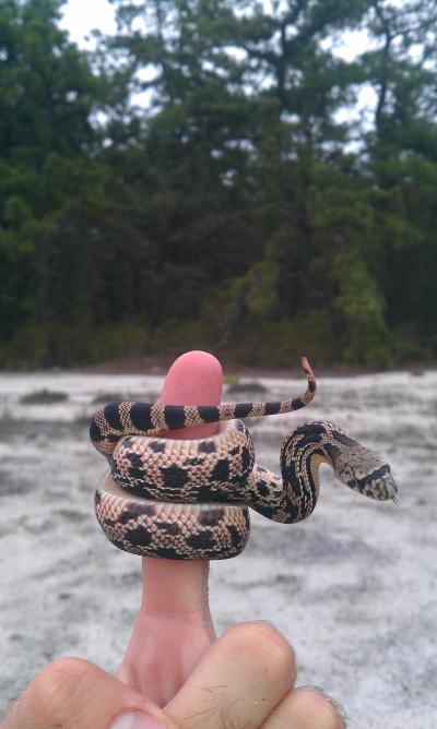 Neonate Pine Snake [IMAGE] | EurekAlert! Science News Releases