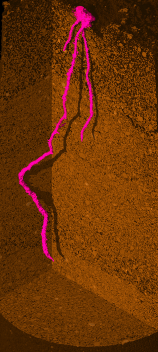 Designing roots to penetrate hard soils could | EurekAlert!